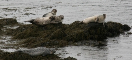 Sellátur – Ferlir